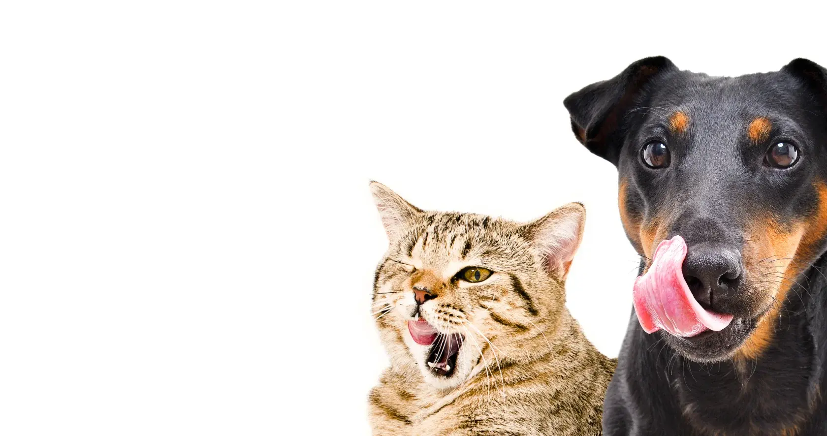 Krill Health Benefits For Pets | QRILL Pet