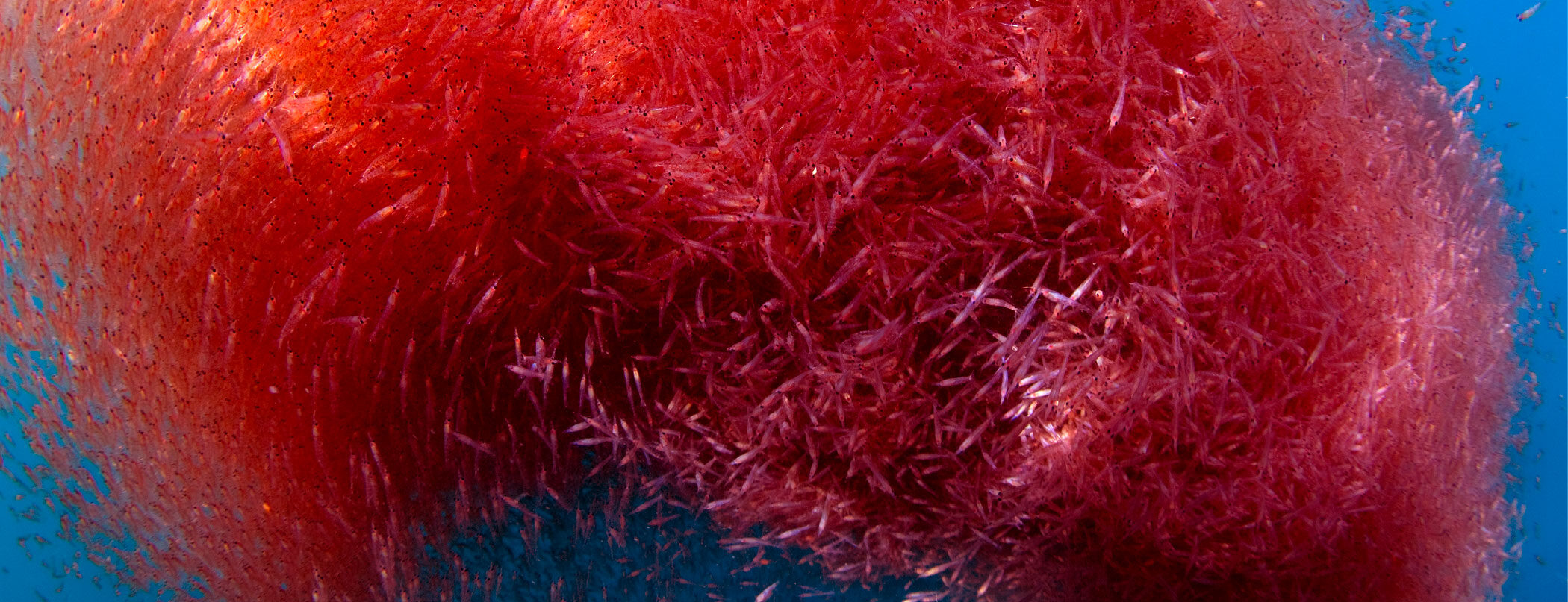 Is Krill A Sustainable Ingredient For The Pet Food Industry?